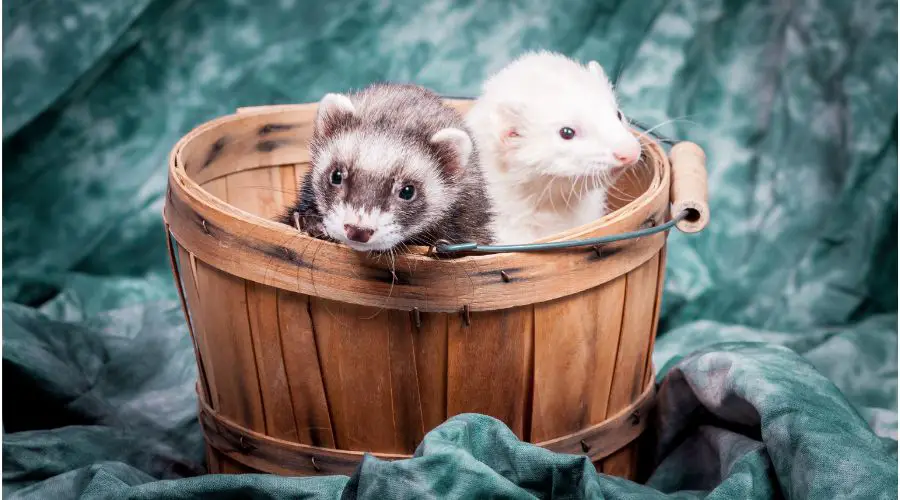 Cuánto cuesta un hurón en Colombia
