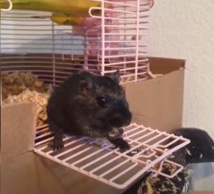 Cuánto tiempo puede estar un jerbo solo: Consejos y recomendaciones