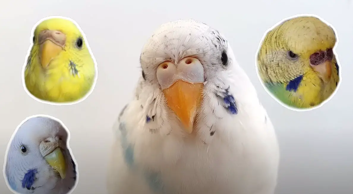 Cómo Saber Si un Periquito Australiano es Macho o Hembra