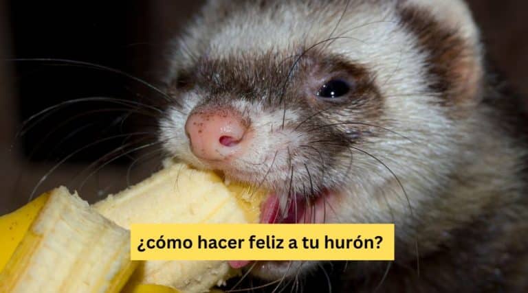 ¿Cómo hacer feliz a tu hurón?
