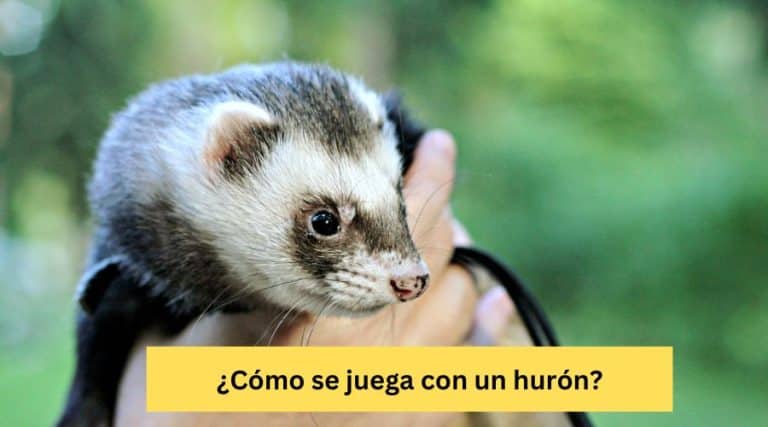 ¿Cómo se juega con un hurón? Consejos y recomendaciones