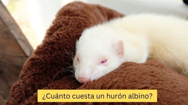 Cuanto cuesta un hurón albino: Precios y cuidados