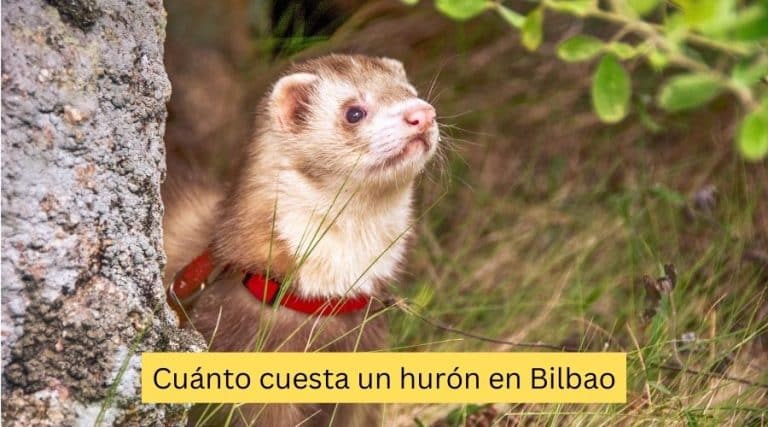 Cuánto cuesta un hurón en Bilbao: Precios y características
