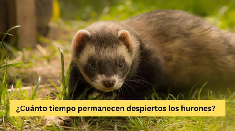 ¿Cuánto tiempo permanecen despiertos los hurones?