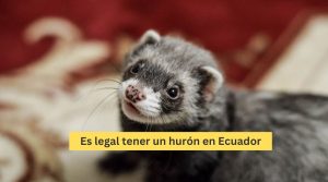 Es legal tener un hurón en Ecuador: lo que debes saber