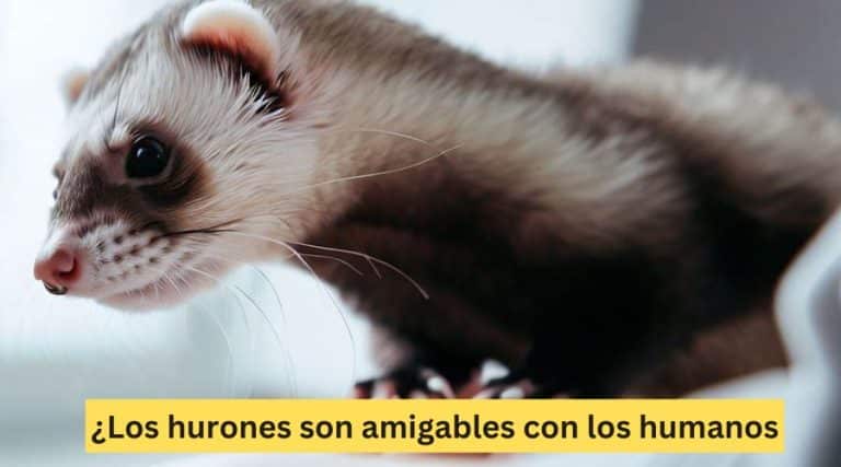 ¿Los hurones son amigables con los humanos? Descubre todo lo que ...