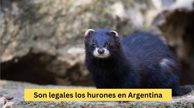 ¿Son legales los hurones en Argentina?: Regulaciones y cuidados