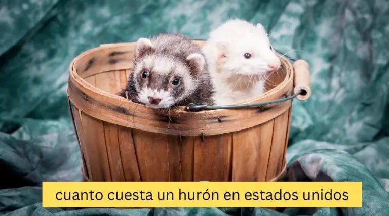 Cuanto cuesta un hurón en estados unidos: Precios y Consejos