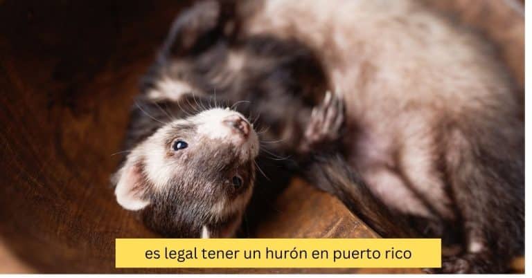 Es legal tener un hurón en Puerto Rico: todo lo que necesitas saber