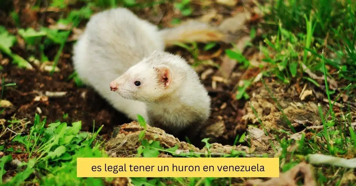 ¿Es Legal Tener Un Hurón En Venezuela?