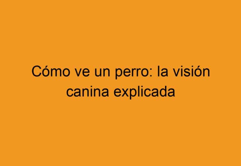 Cómo ve un perro: la visión canina explicada