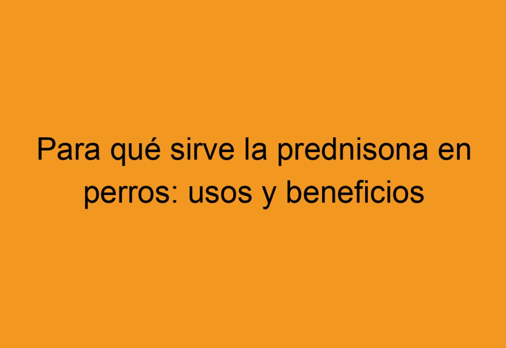 Para qué sirve la prednisona en perros: usos y beneficios